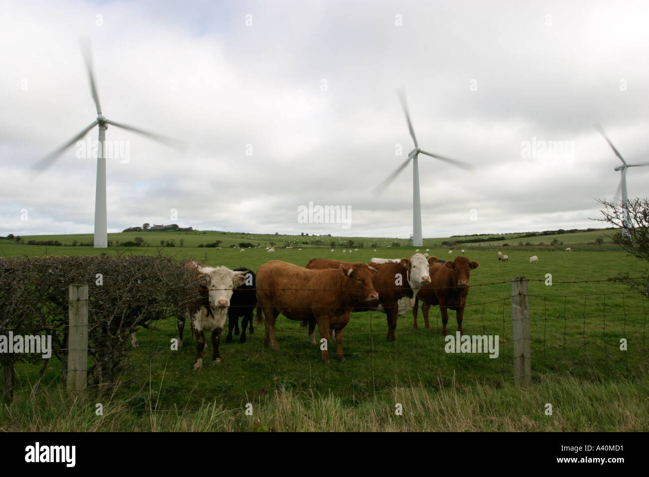 Wind farm near Llyn Alaw reservoir Anglesey UK Stock Photo - Alamy