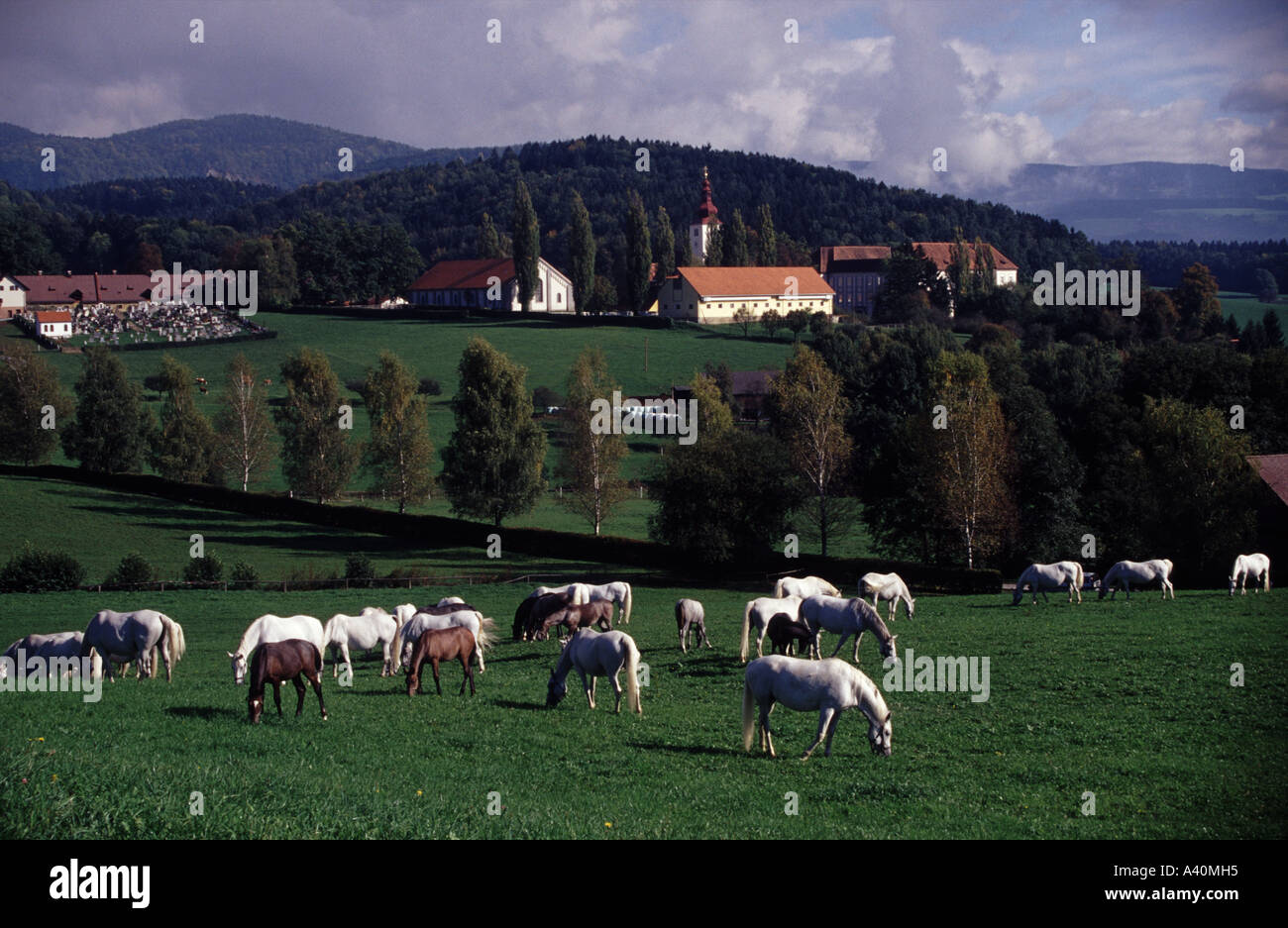 Lipizzaner mares and foals, Piber stud, Styria, Austria Stock Photo - Alamy
