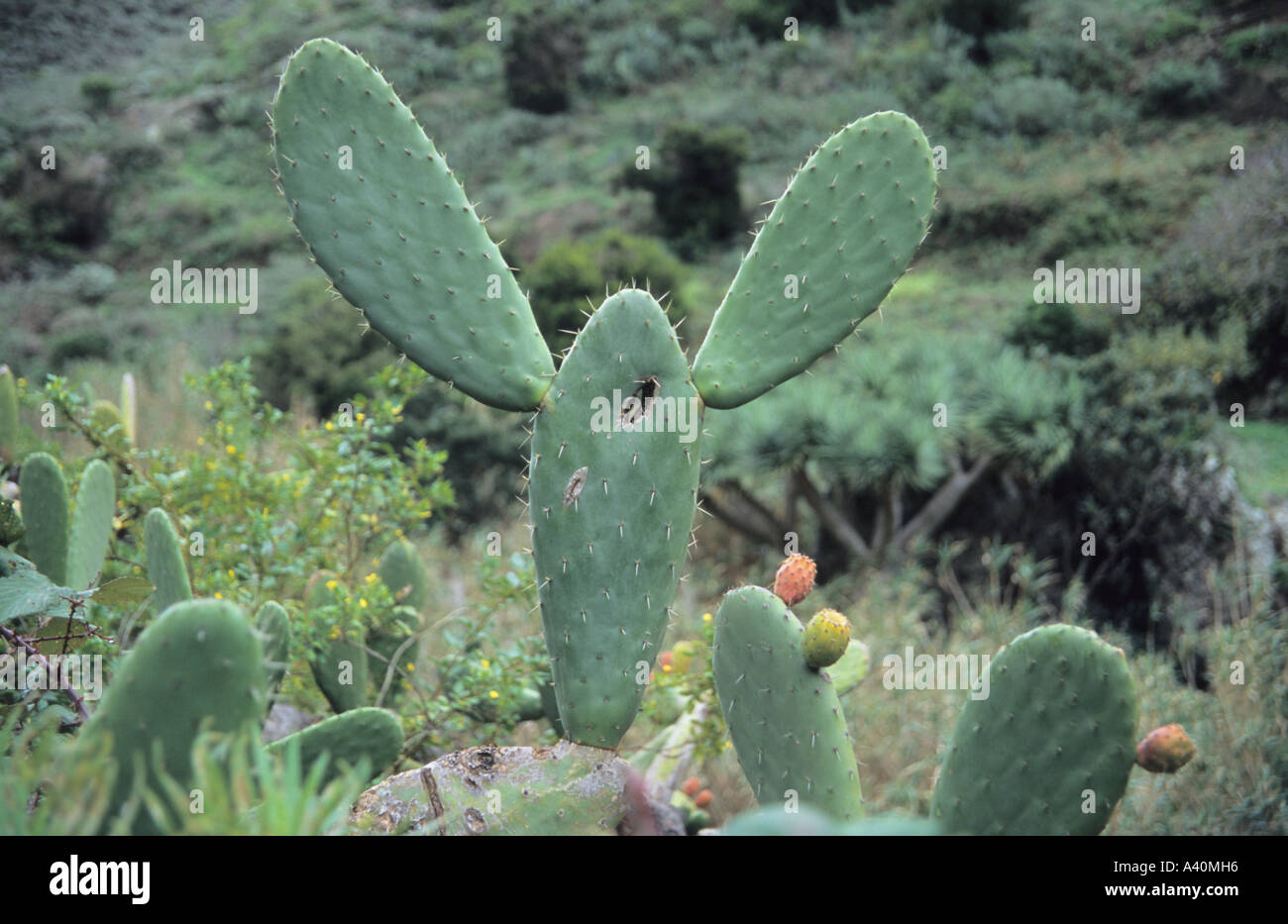 Pointy fruits hi-res stock photography and images - Alamy