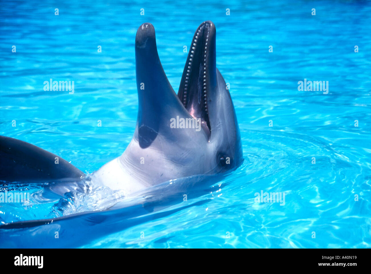 Indo-Pacific Bottlenose Dolphin,Tursiops aduncus, captive, beak open ...