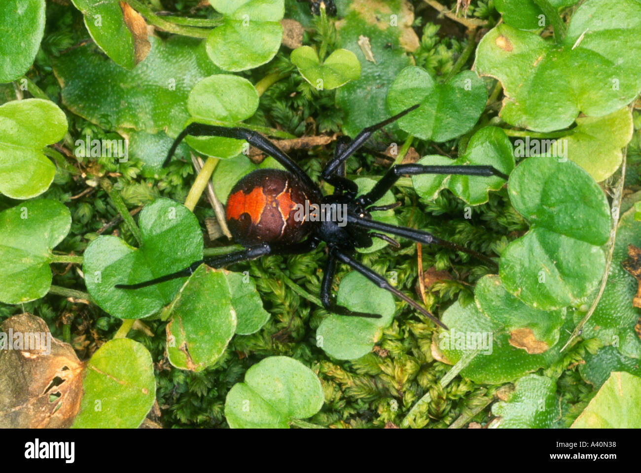 Australian redback spider hi-res stock photography and images - Alamy