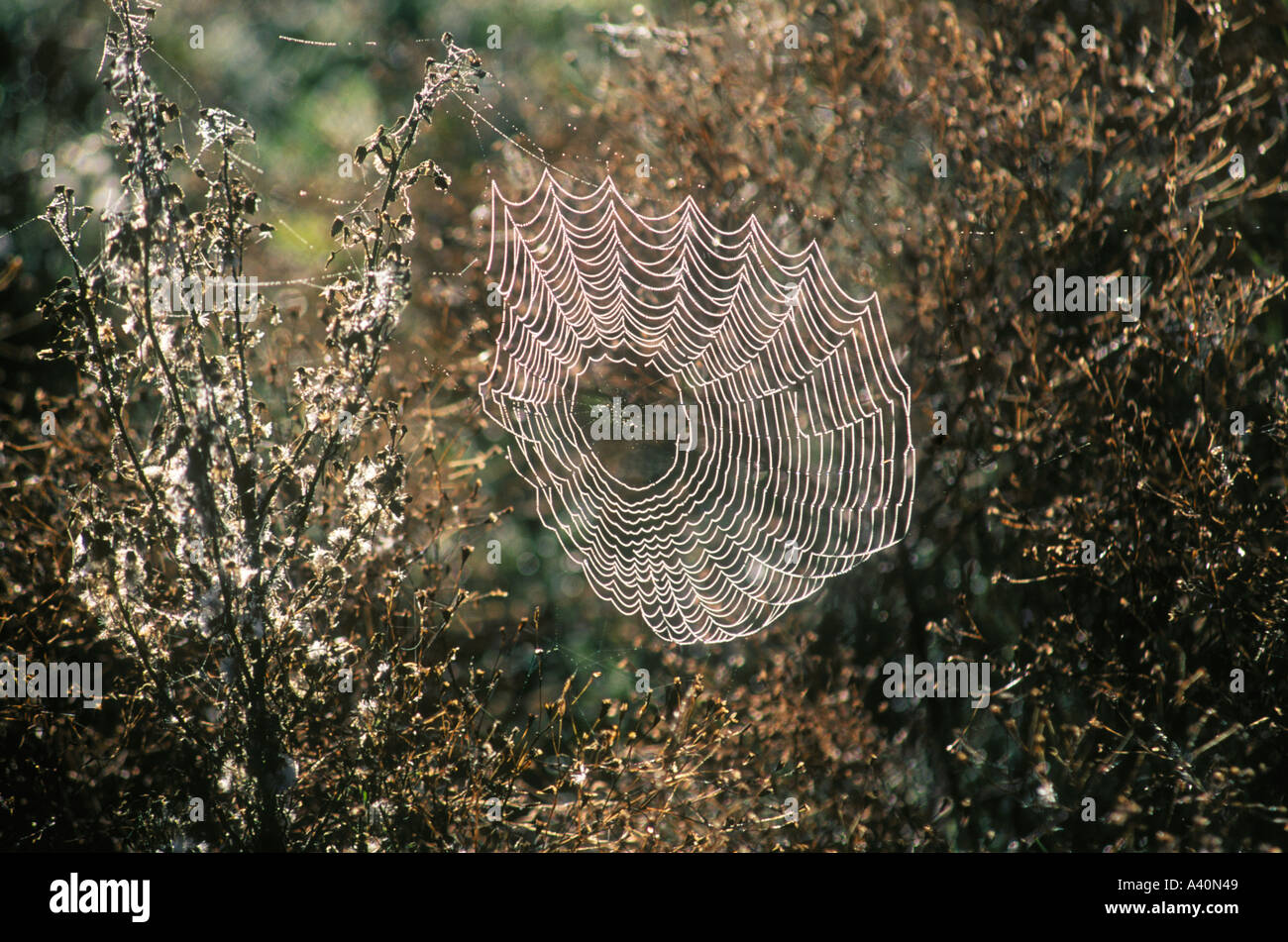 Two large spiders hi-res stock photography and images - Alamy