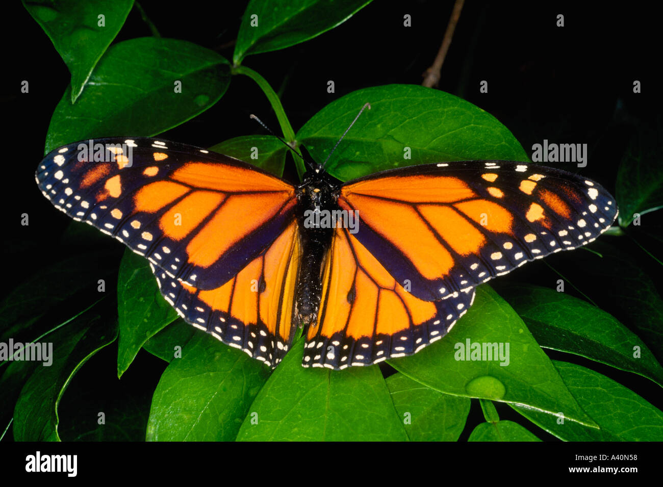 Wanderer butterfly hi-res stock photography and images - Alamy