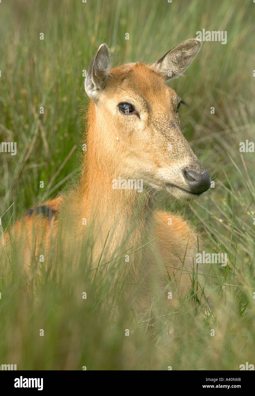 PERE DAVID DEER Elaphurus davidianus Stock Photo - Alamy