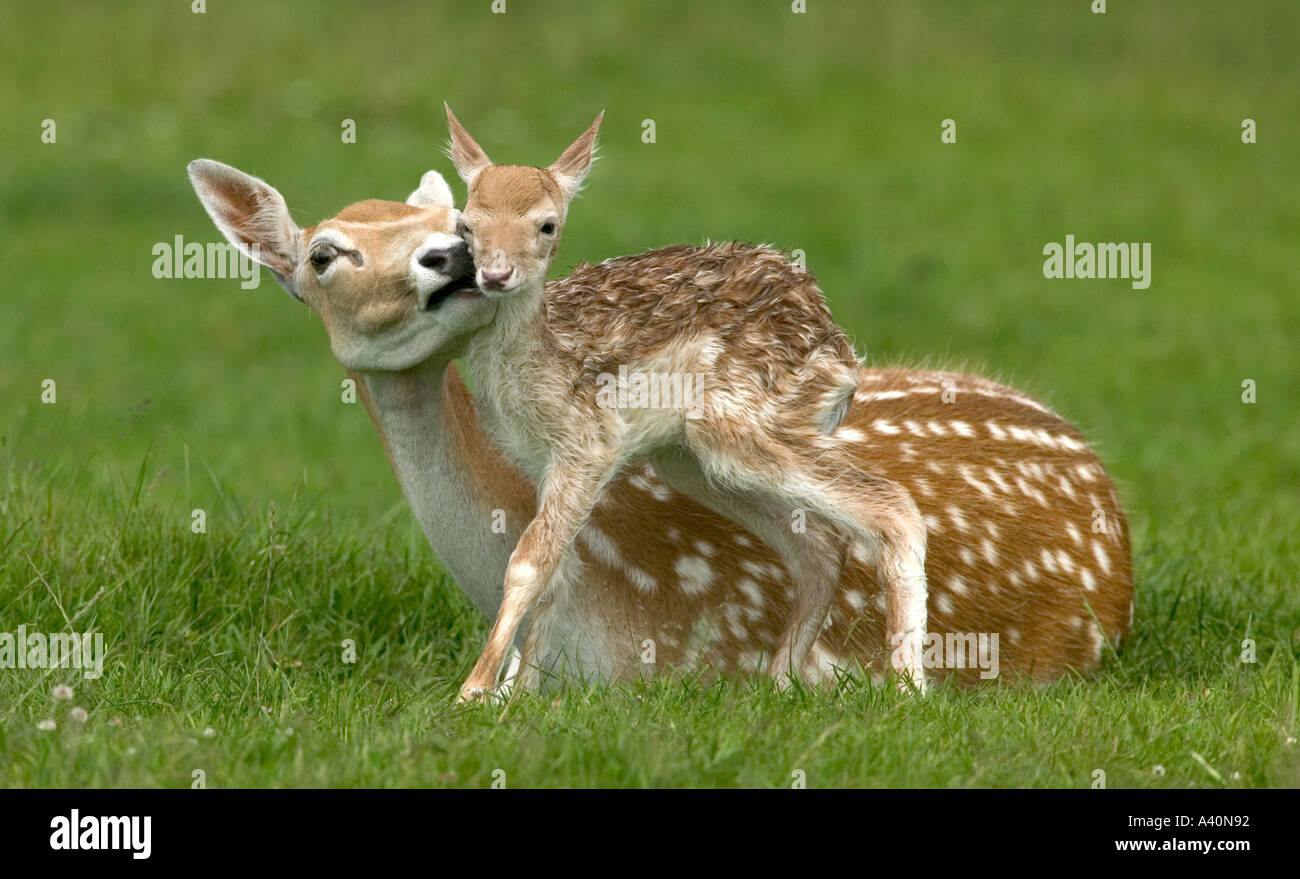 Fallow deer dama family hi-res stock photography and images - Alamy
