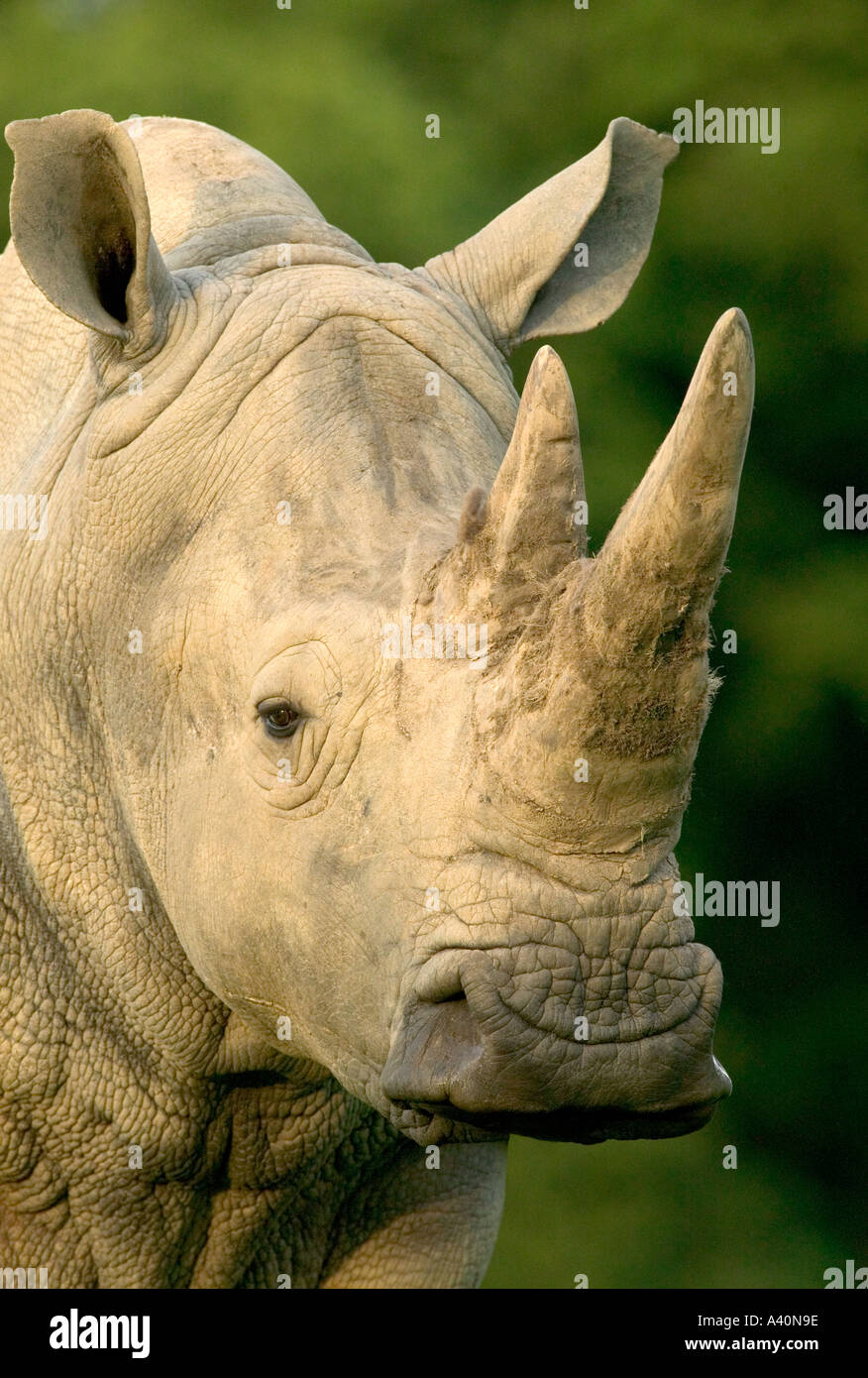 WHITE RHINO Ceratotherium simum Stock Photo - Alamy