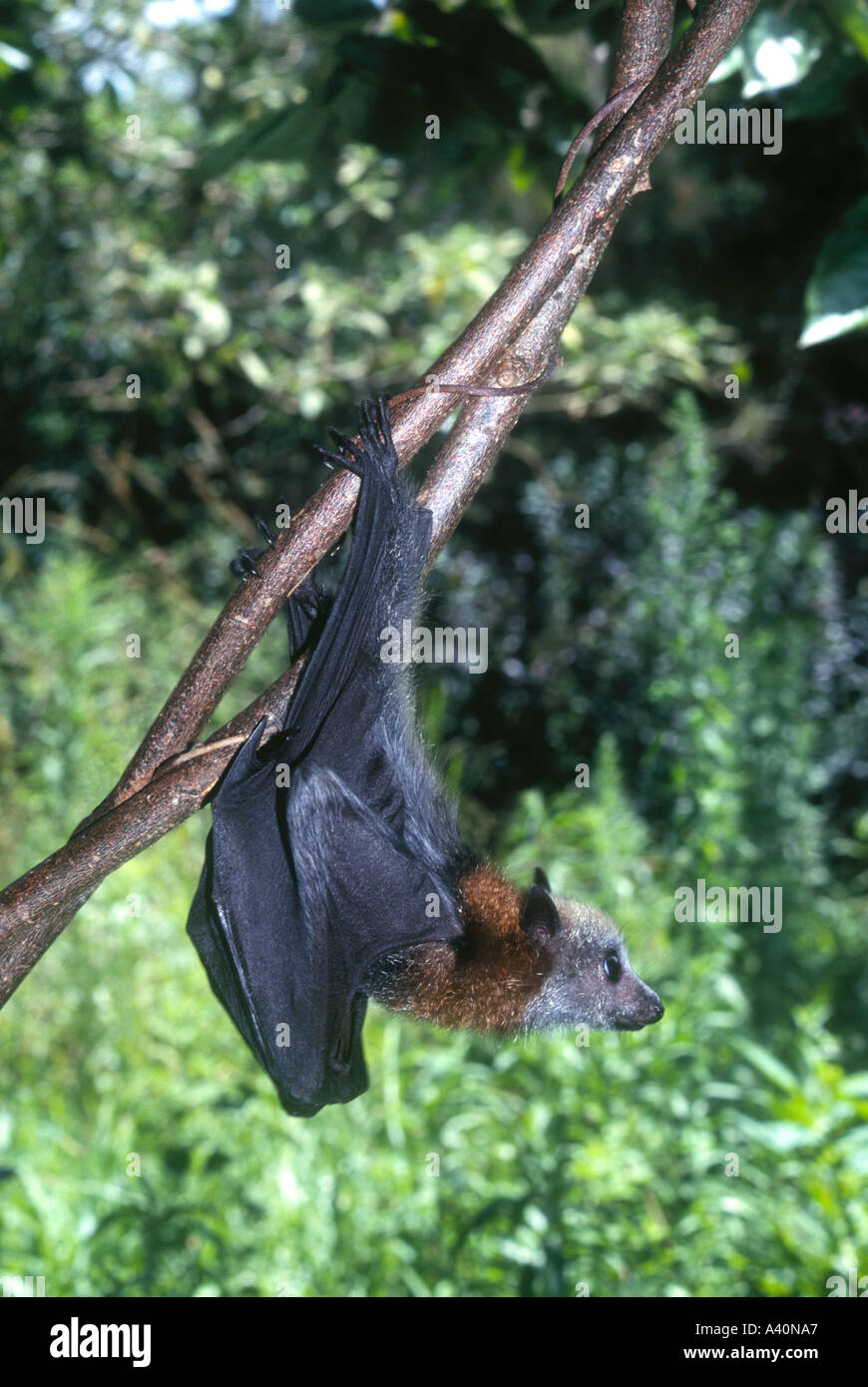 Grey flying fox face hi-res stock photography and images - Alamy