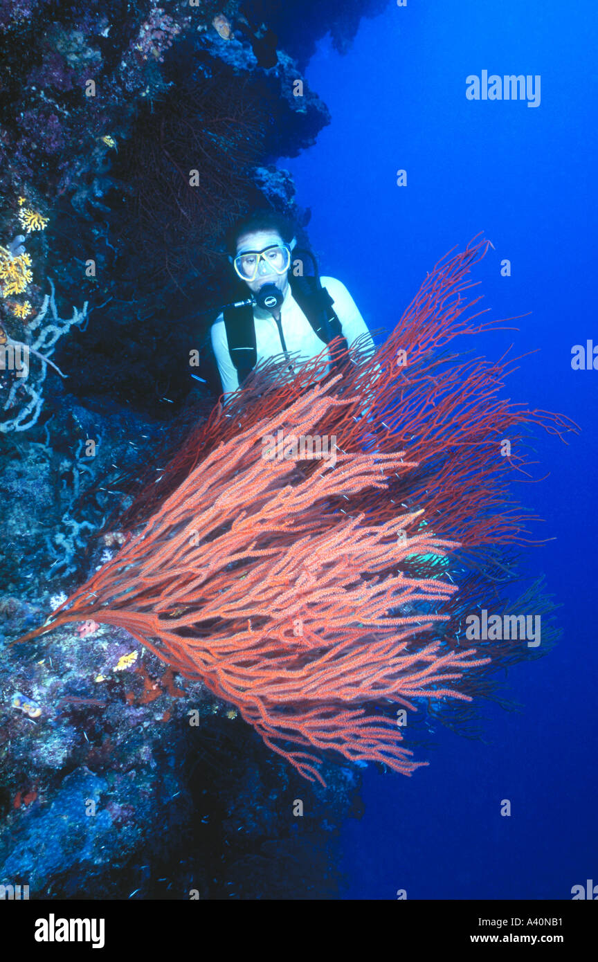 Gorgonian whips hi-res stock photography and images - Alamy