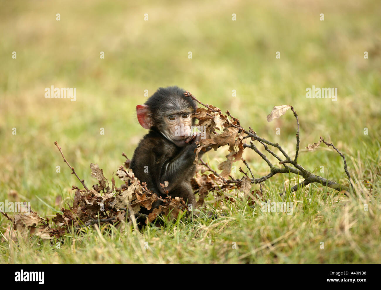 Babbon hi-res stock photography and images - Alamy