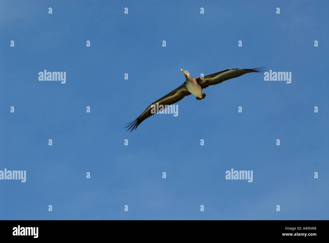 Rasta bird hi-res stock photography and images - Alamy