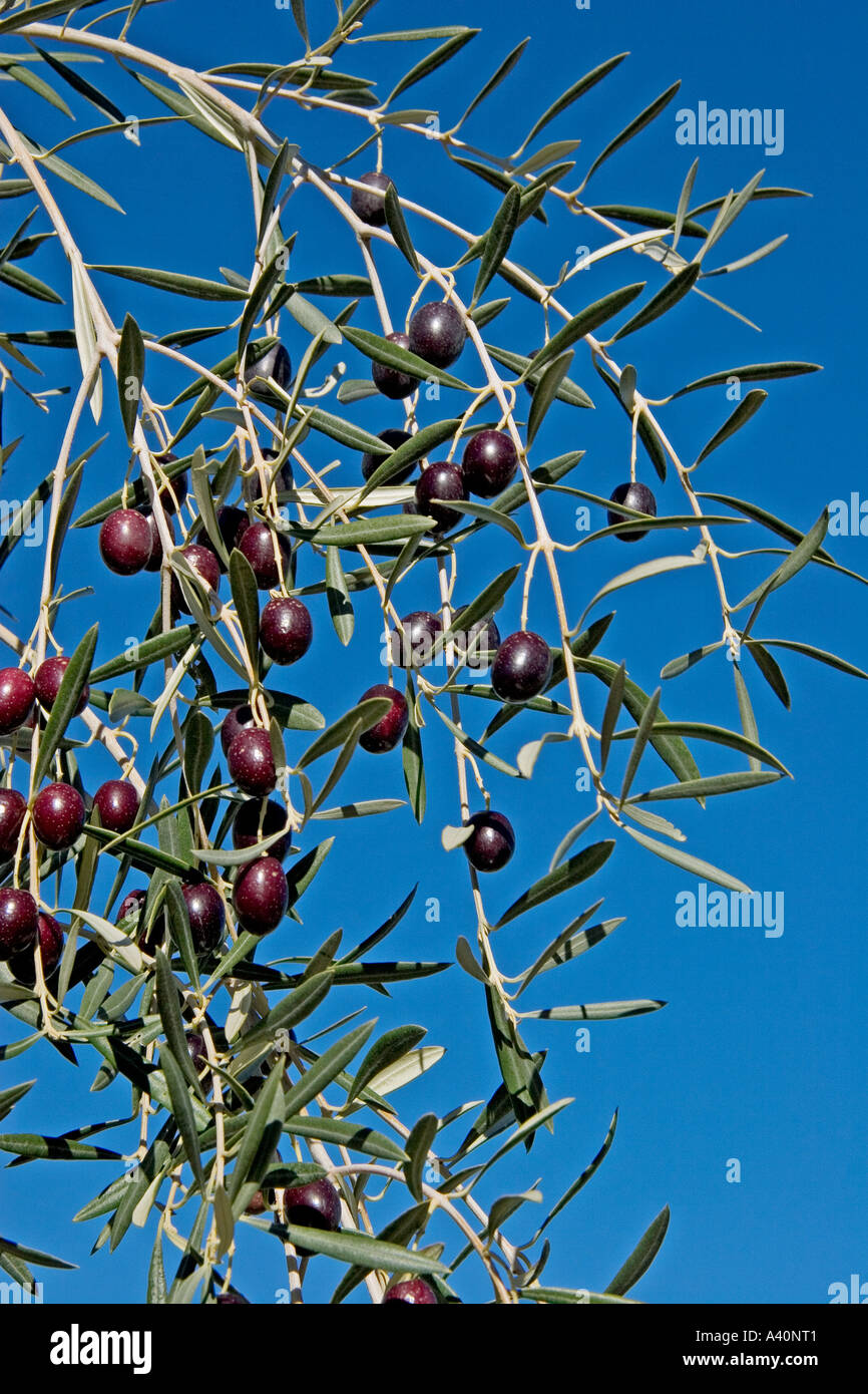branch of olives in an olive tree Stock Photo - Alamy