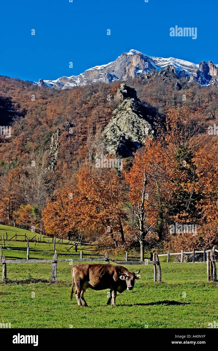 mountain landscape and race cow tudanca in picos de europa cantabria ...