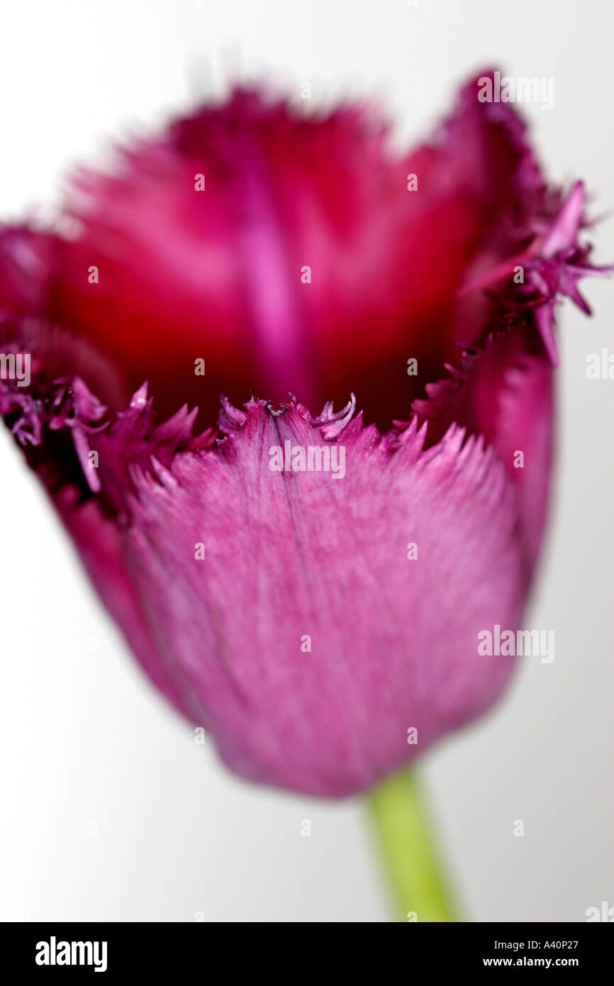 Crimson purple tulip flower Close up of Curly Sue variety Green stalk ...