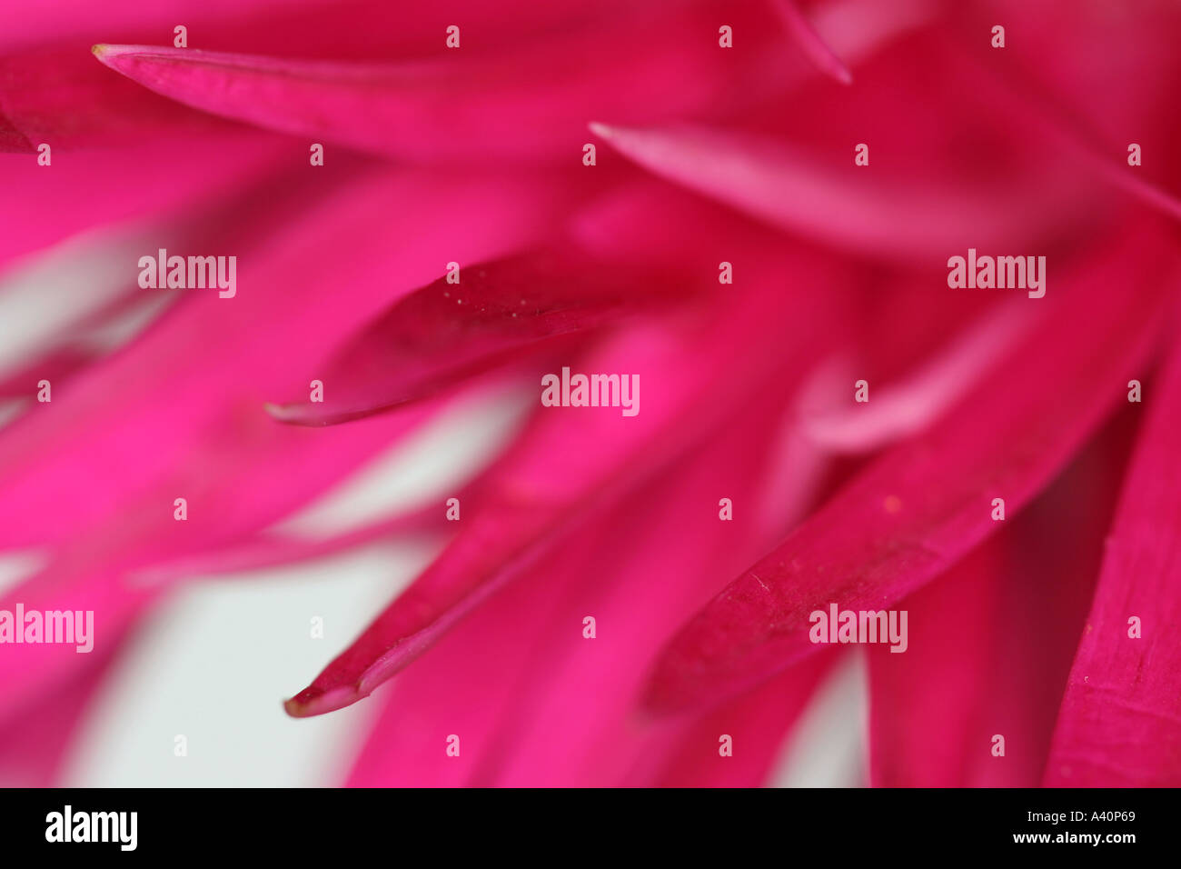 Pink Session Gerbera Stock Photo - Alamy