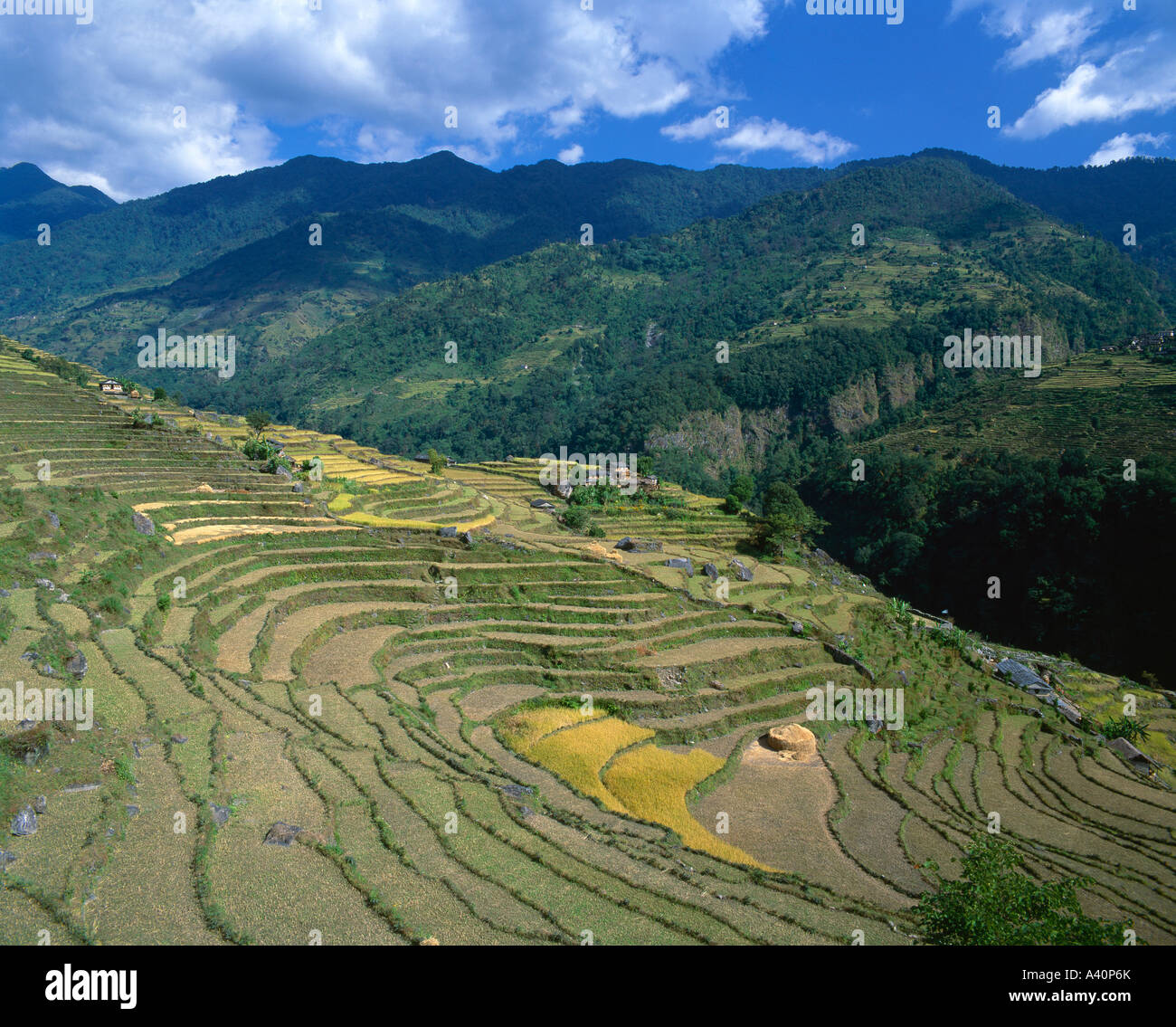 Rice fields Annapurna Region Nepal Stock Photo - Alamy