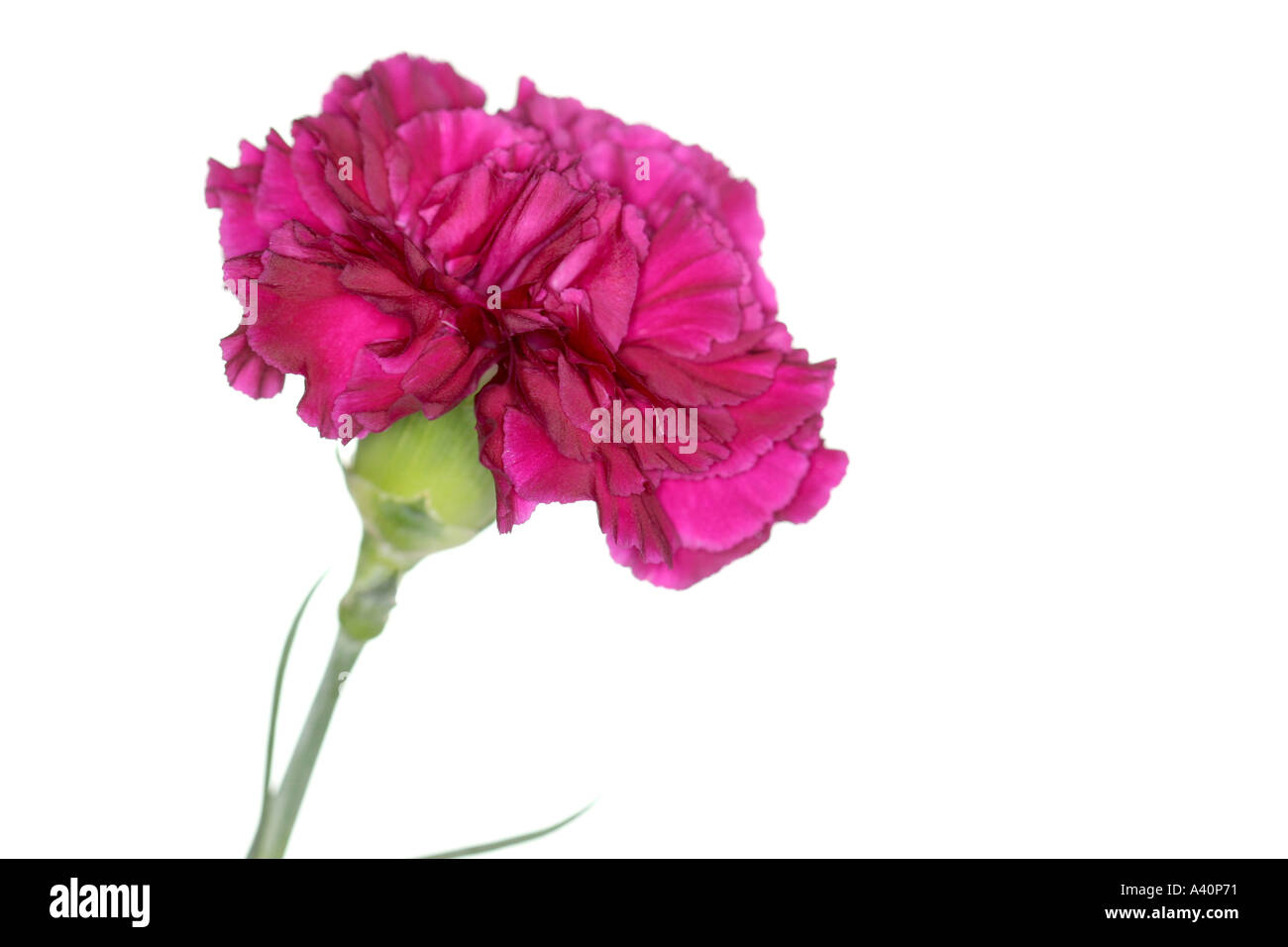 Tico tico hi-res stock photography and images - Alamy