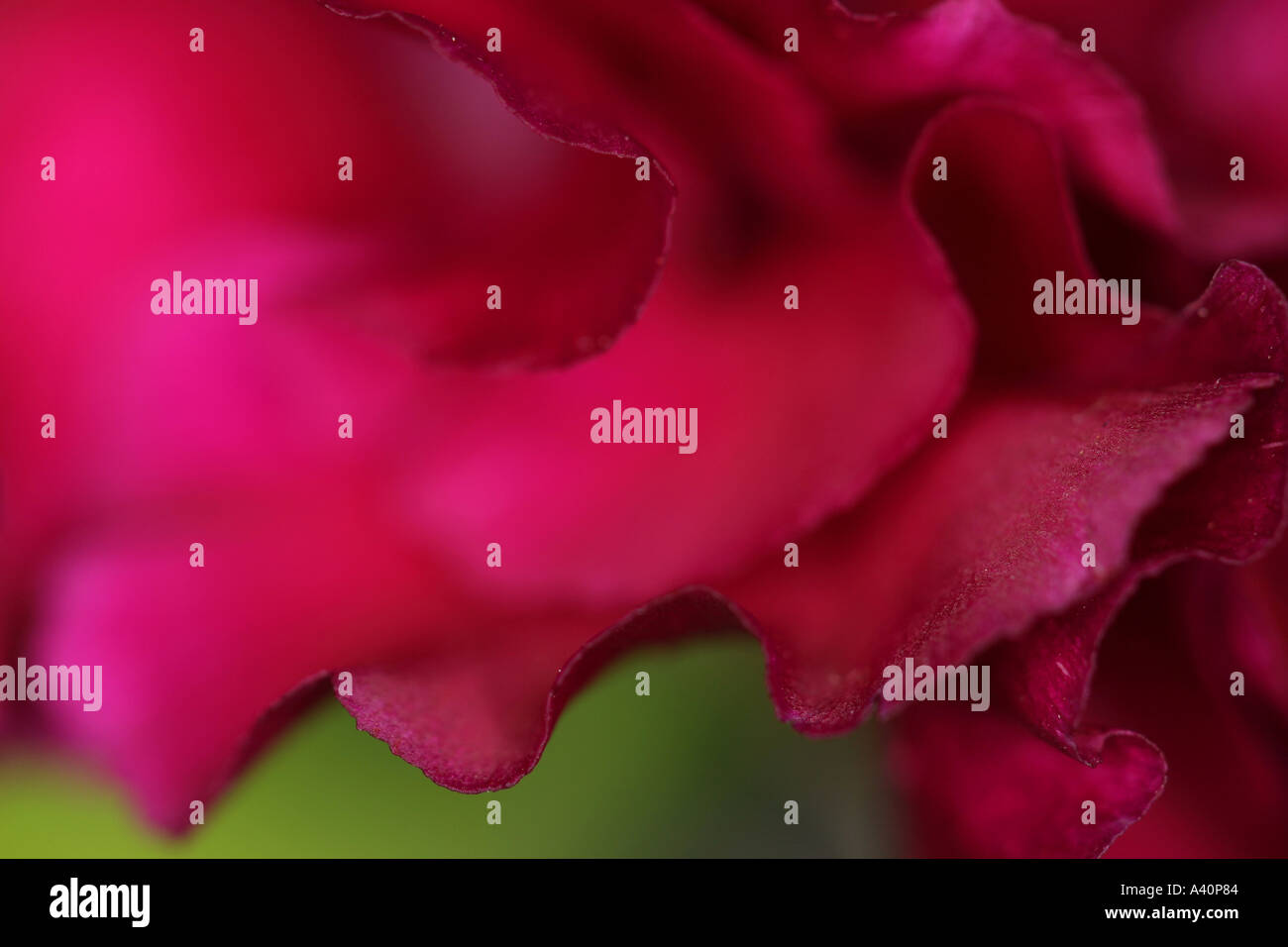 Tico tico hi-res stock photography and images - Alamy