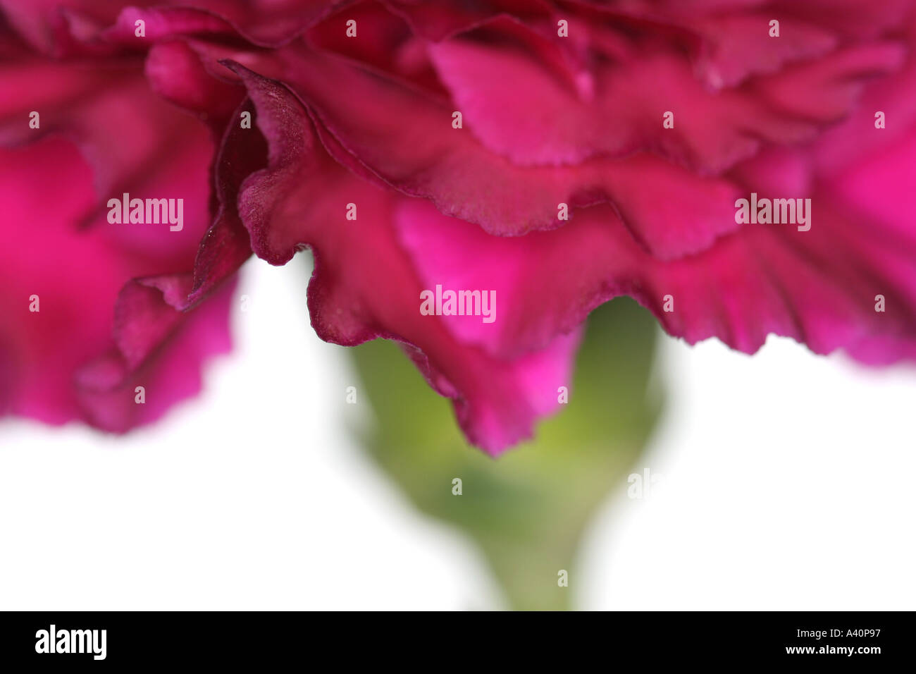 Tico tico hi-res stock photography and images - Alamy