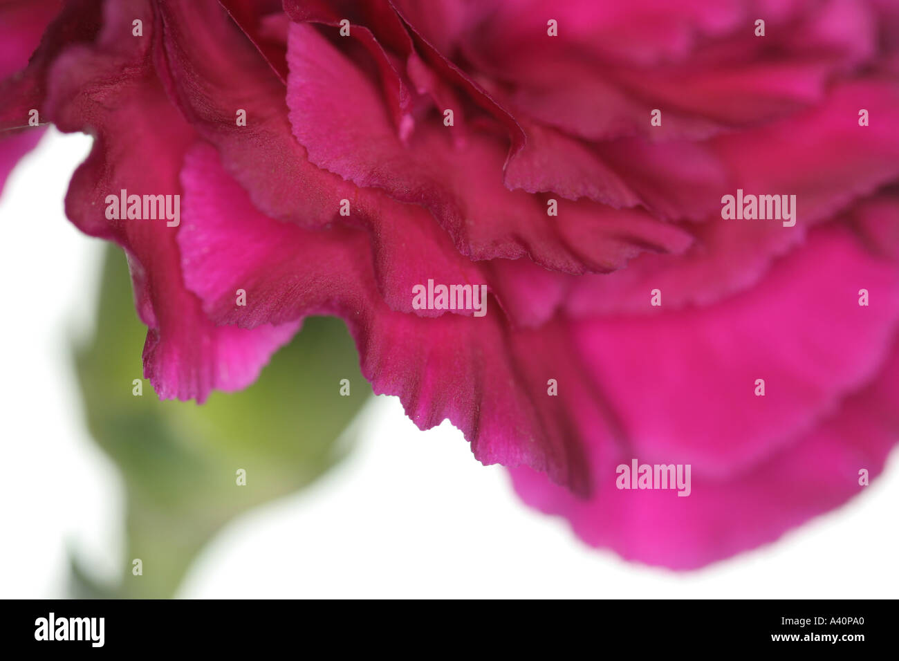 Tico tico hi-res stock photography and images - Alamy