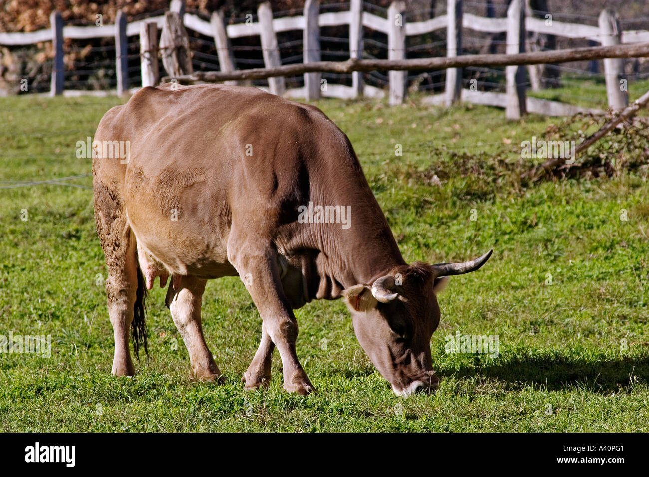 race cow tudanca in mogrovego picos de europa cantabria spain Stock ...