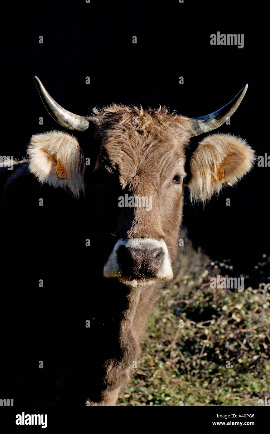race cow tudanca in mogrovego picos de europa cantabria spain Stock ...
