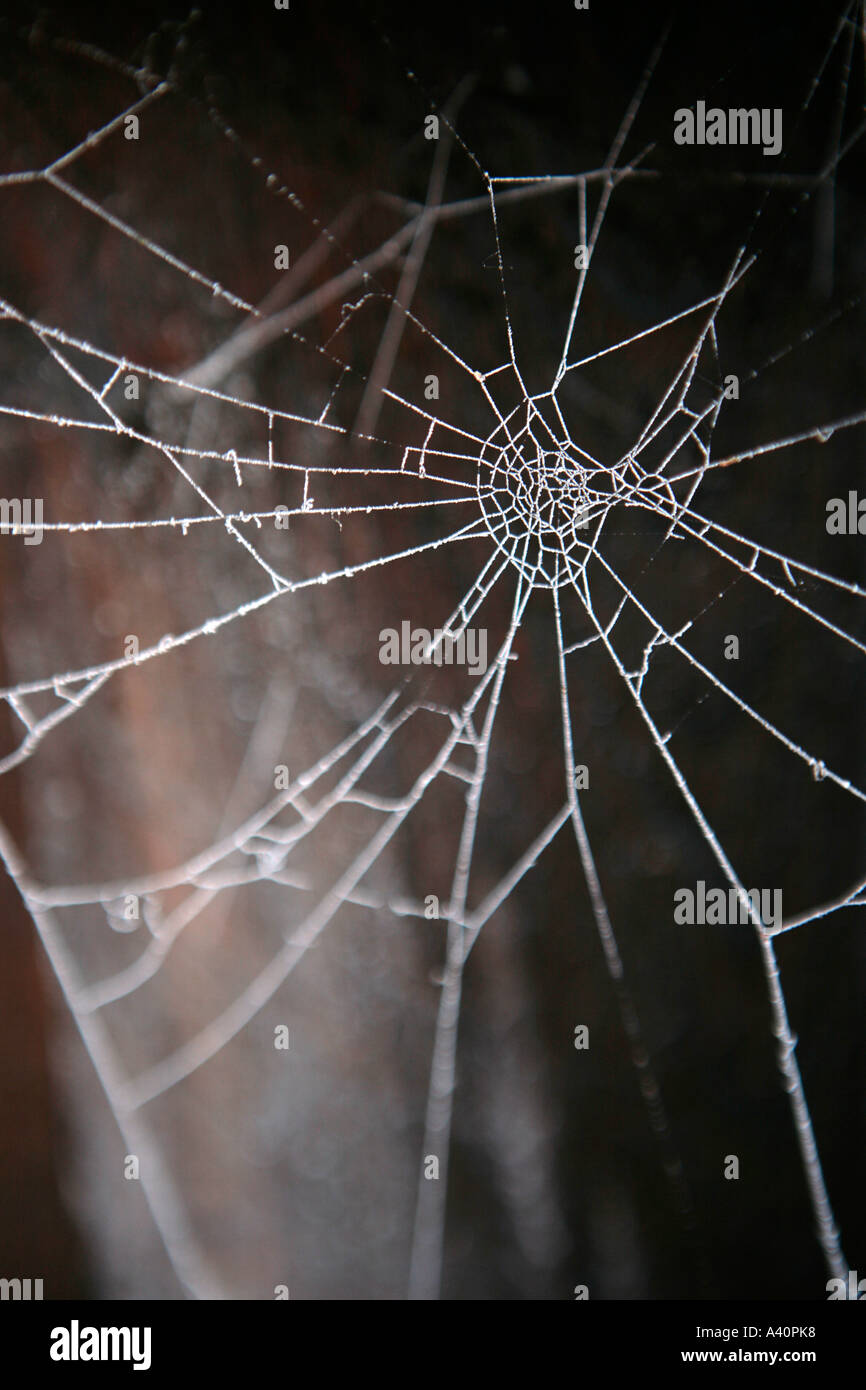 Cobweb covered with snow hi-res stock photography and images - Alamy