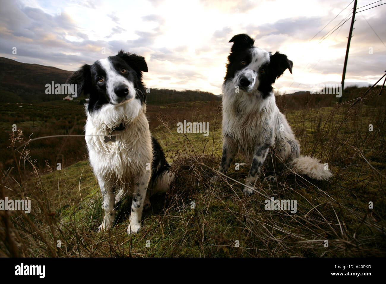 Sheep dogs hi-res stock photography and images - Alamy