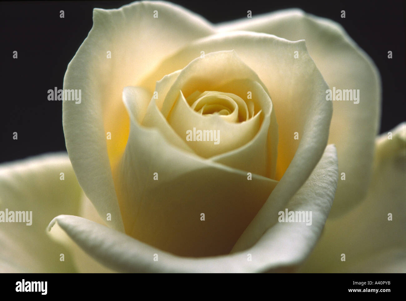 Horizontal studio image of white rose flower on dark blue background ...