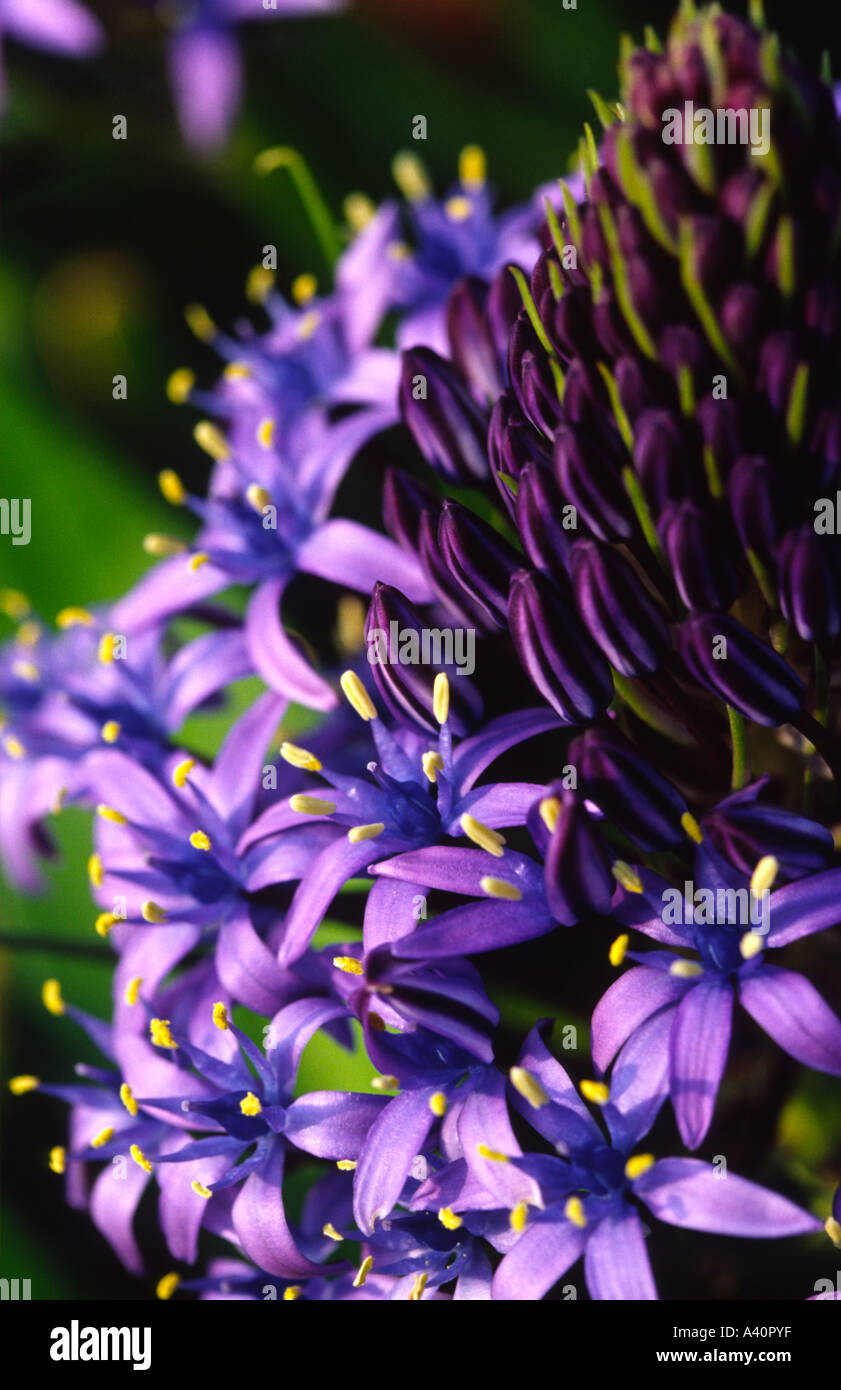 Outdoor vertical image of purple scilla flowers in garden border Stock ...