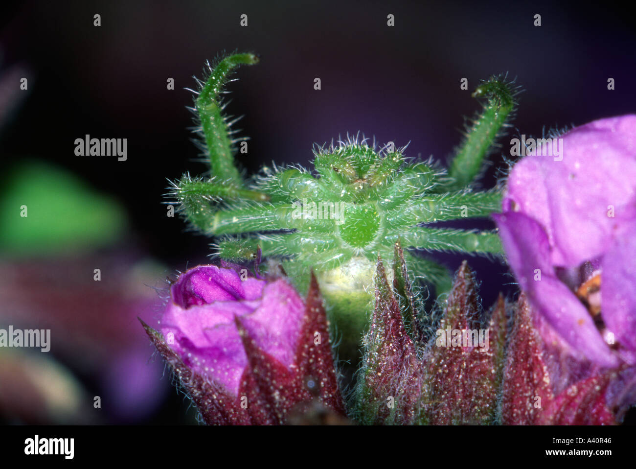 Crab Spider, Heriaeus hirtus. Underside view Stock Photo - Alamy
