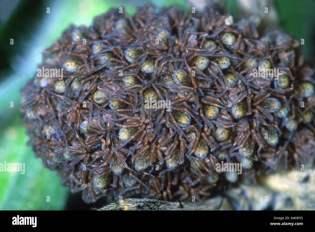 Wolf Spider, Lycosa radiata. Female abdomen full of nymphs Stock Photo ...