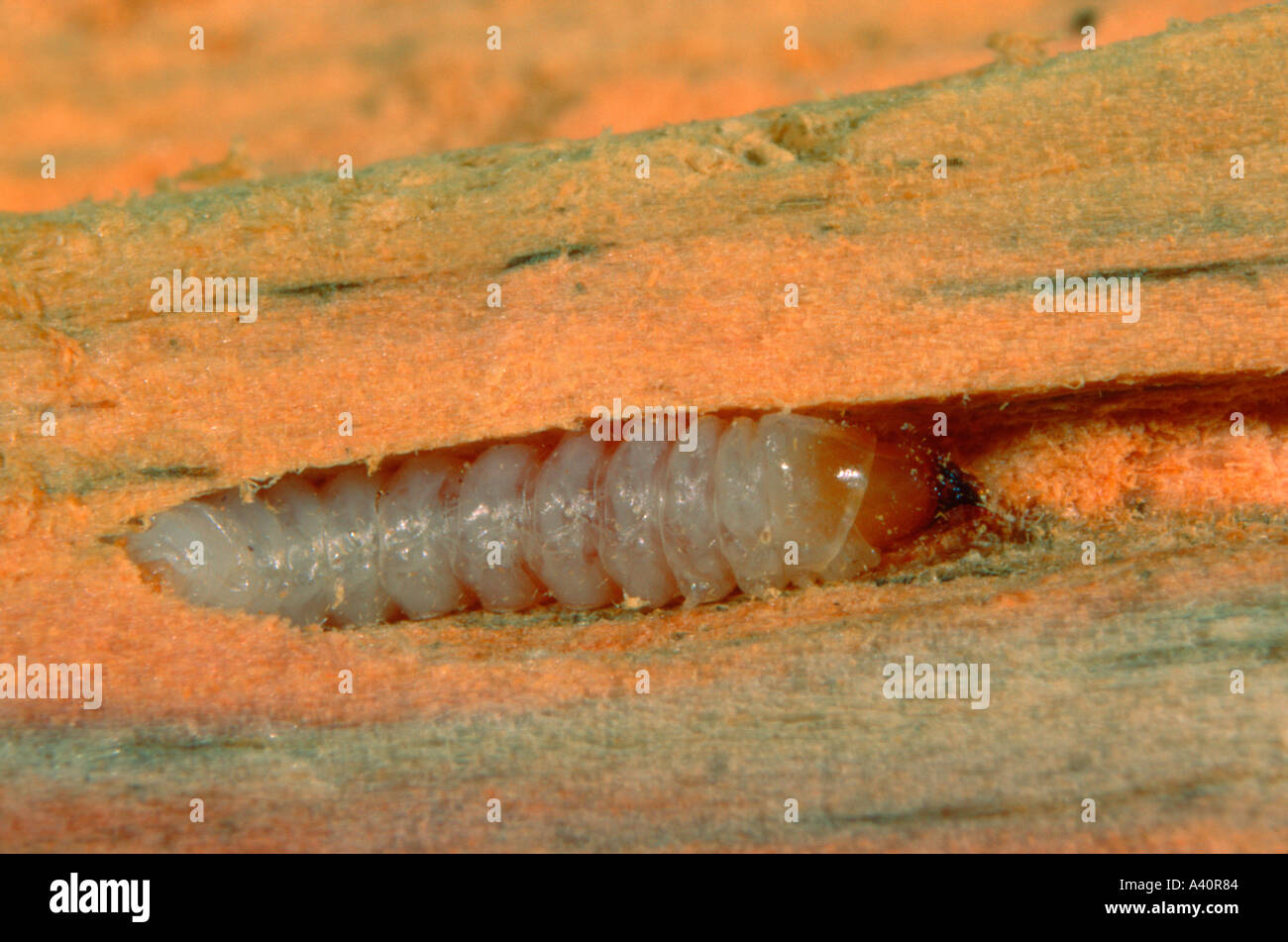Xylophagous hi-res stock photography and images - Alamy