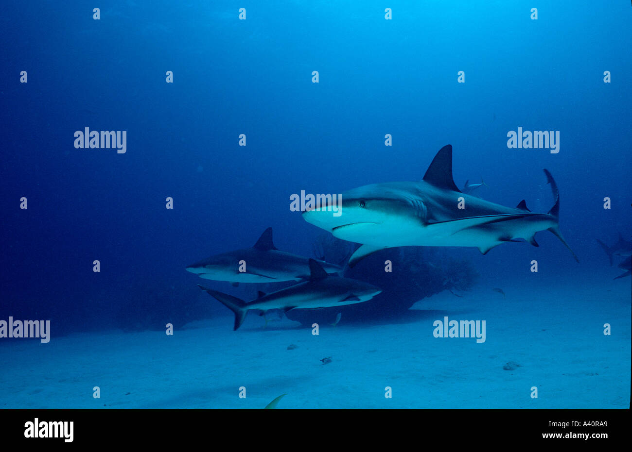 Riffhaie hi-res stock photography and images - Alamy