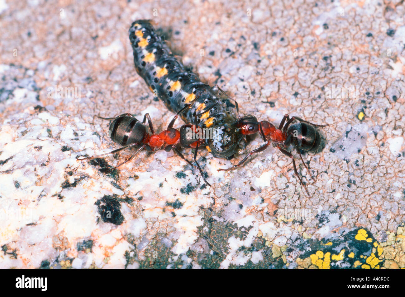 Catching a caterpillar hi-res stock photography and images - Alamy