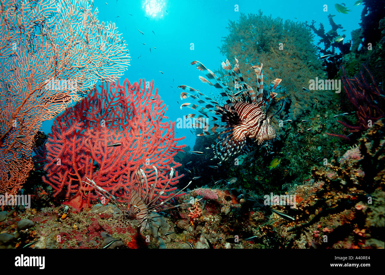Rotfeuerfisch lionfish turkeyfish Pterois volitans Stock Photo - Alamy