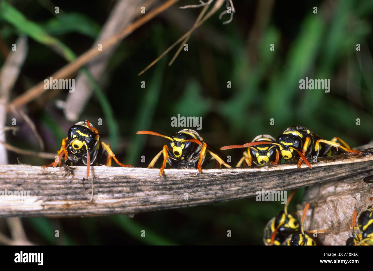 Row of wasps hi-res stock photography and images - Alamy