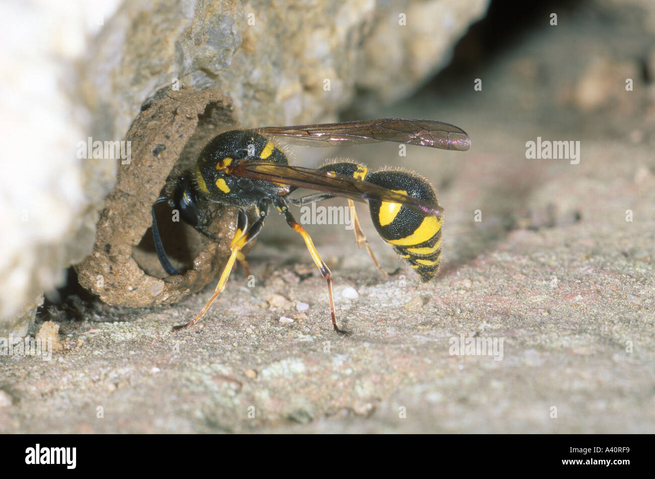Potter wasps nest hi-res stock photography and images - Alamy