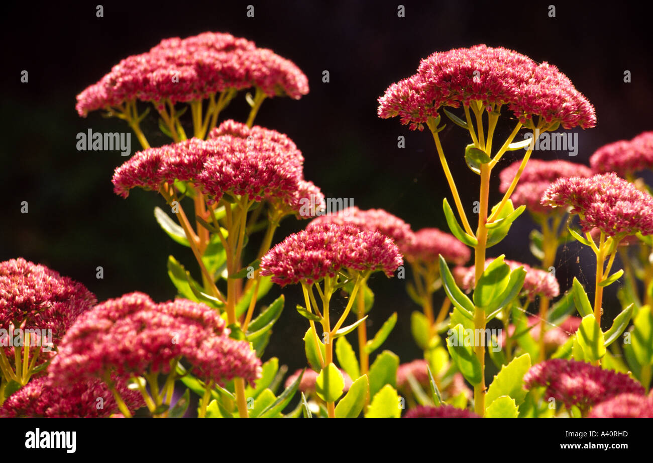 Close up horizontal image of pink yarrow flowers in a garden border ...