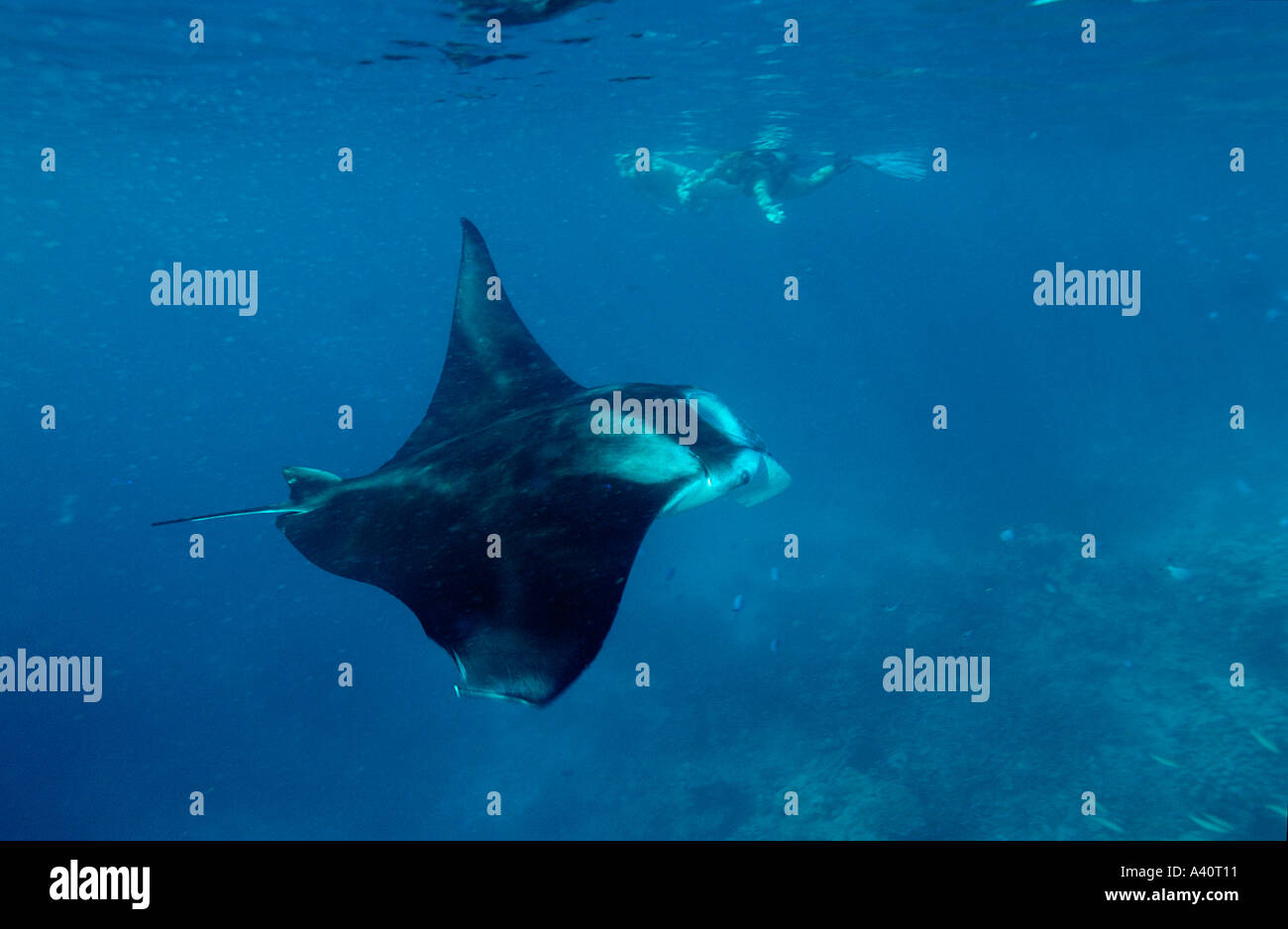 Mantarochen und Taucher Manta ray and Scin Diver Manta birostris Stock ...