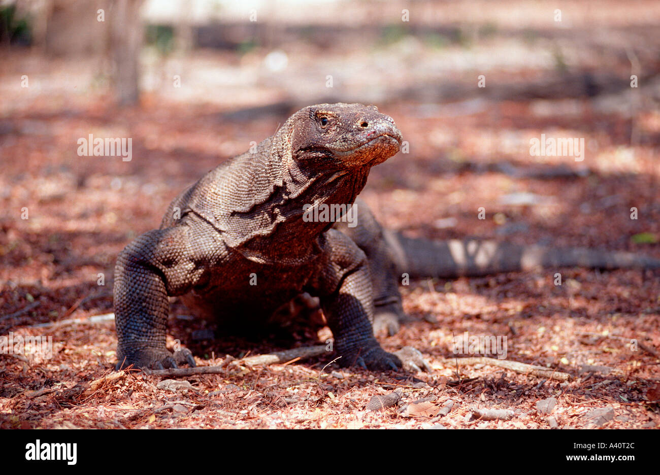 Komodo Waran Komodo Waran Komodo dragon in natural environment Varanus ...