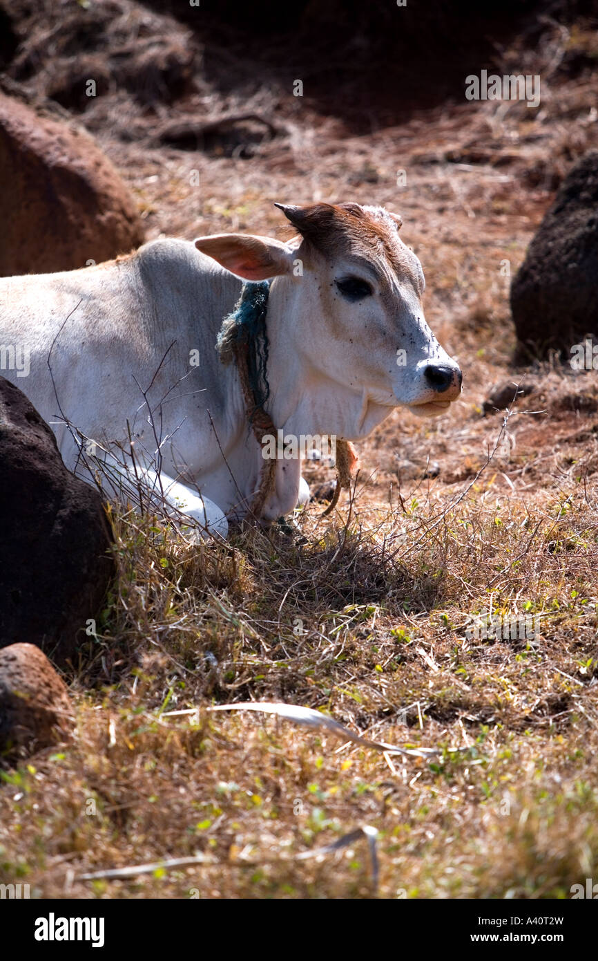 Cow resting -Rodrigues Stock Photo - Alamy