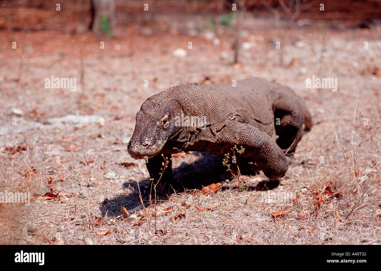 Komodo Waran Komodo Waran Komodo dragon in natural environment Varanus ...