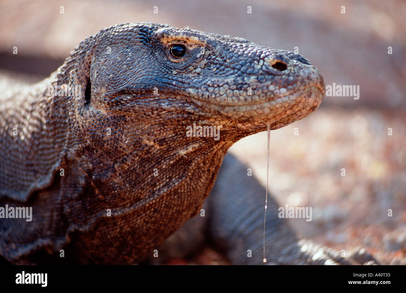 Komodo Waran Komodo Waran Komodo dragon in natural environment Varanus ...