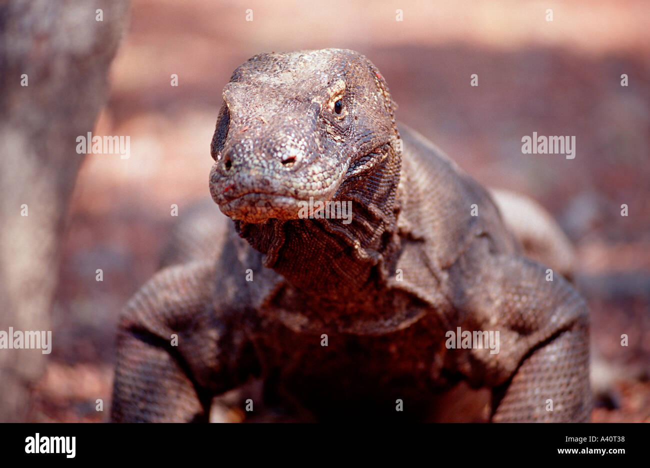 Komodo Waran Komodo Waran Komodo dragon in natural environment Varanus ...