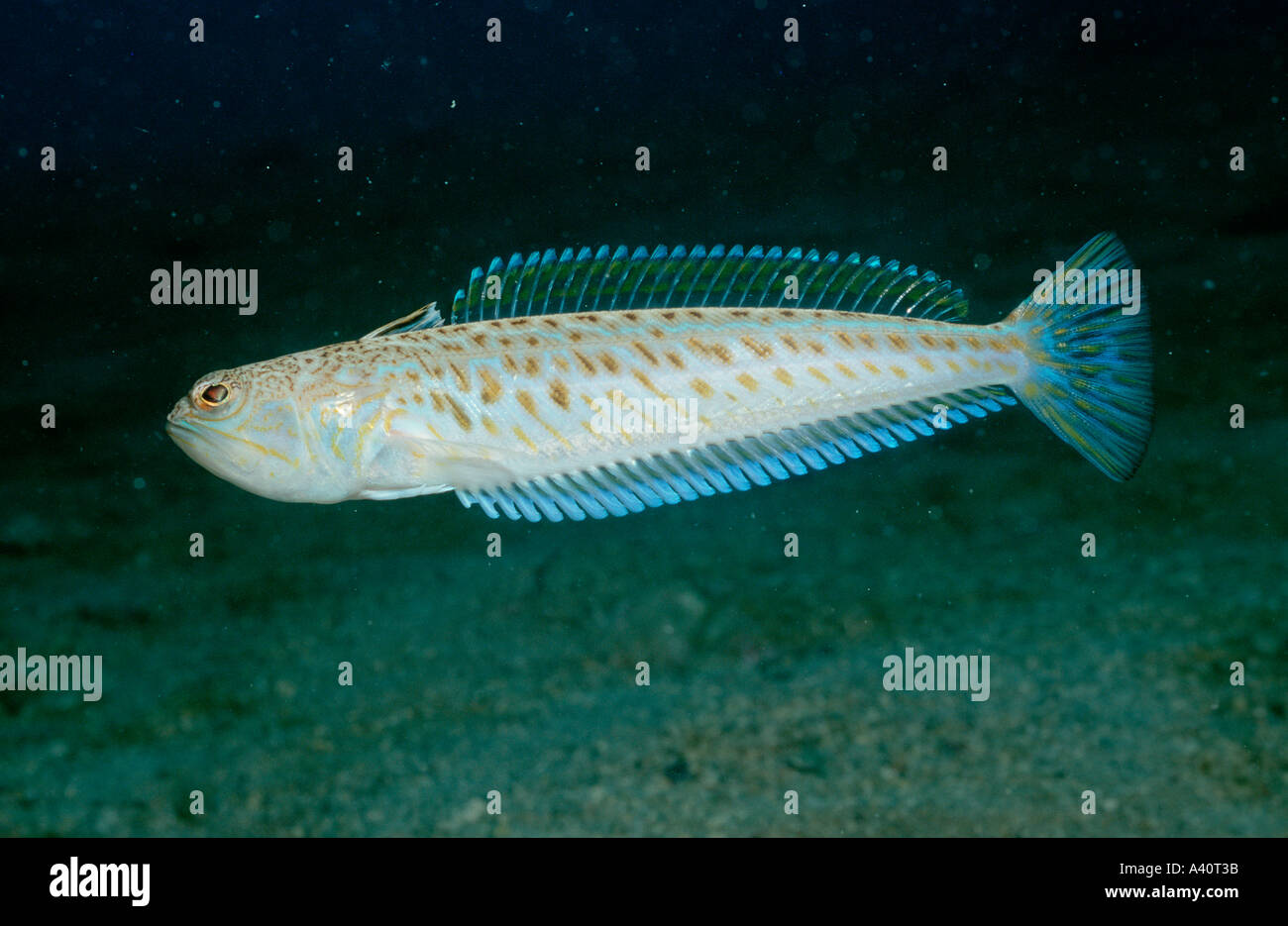 Weaver fish hi-res stock photography and images - Alamy