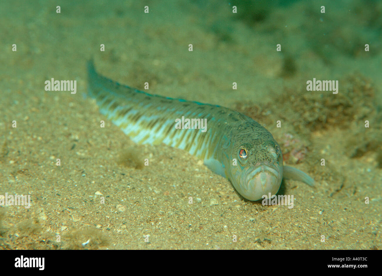 Buntes Petermännchen Greater weever Weaver fish Trachinus draco Stock ...