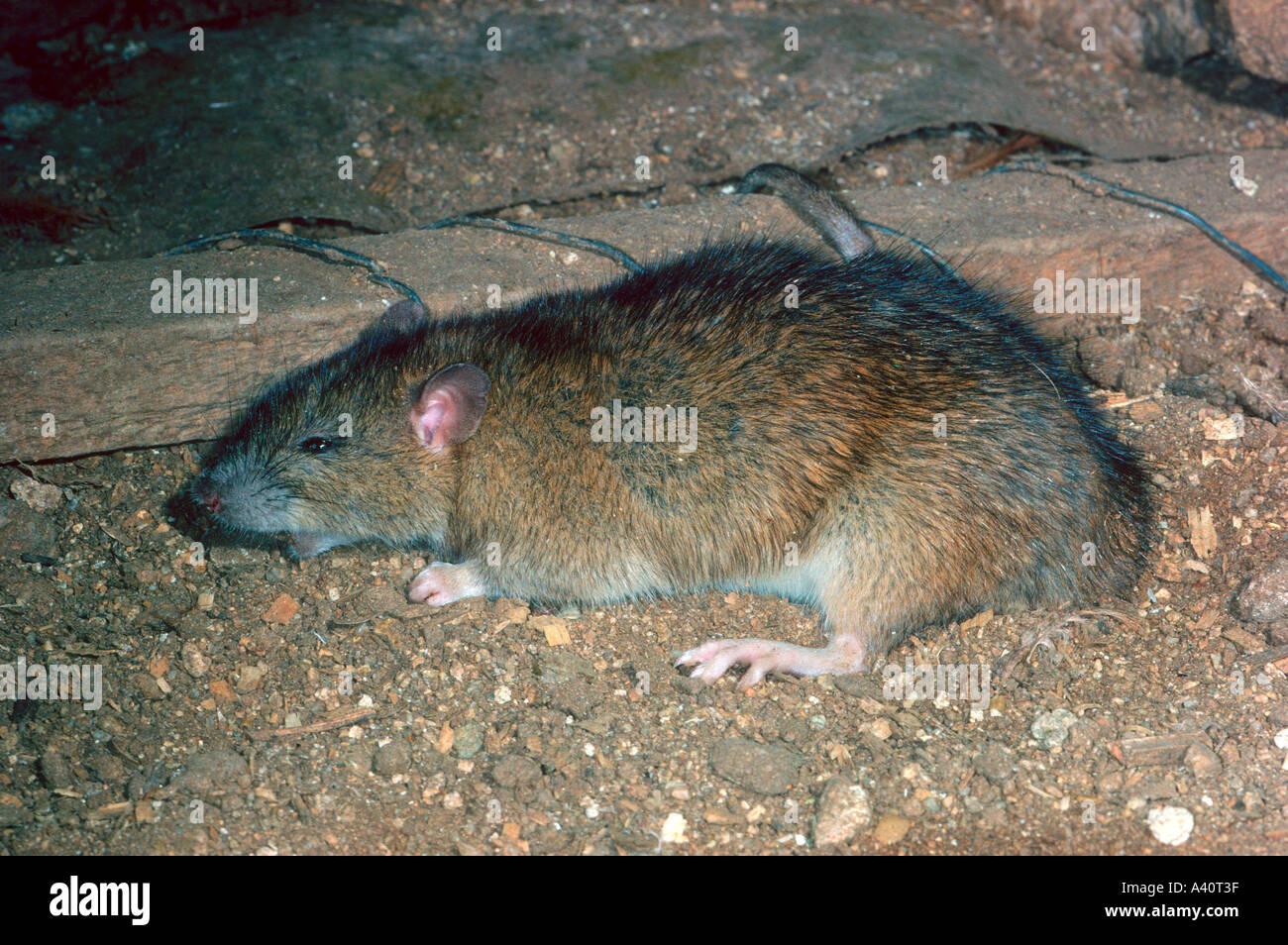 Black rat rattus rattus hi-res stock photography and images - Alamy
