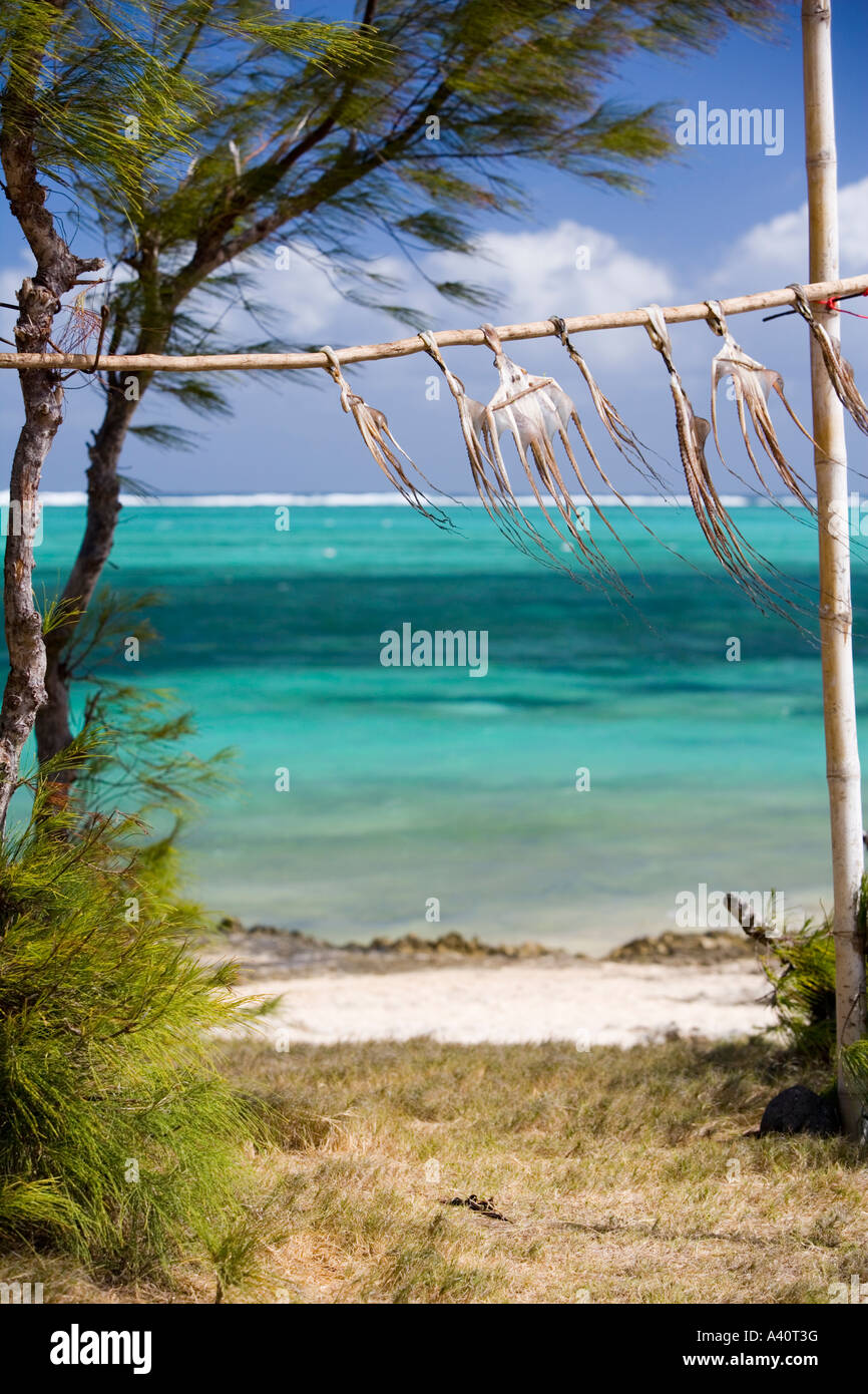 Traditional drying method for octopus and fish on the beach in ...