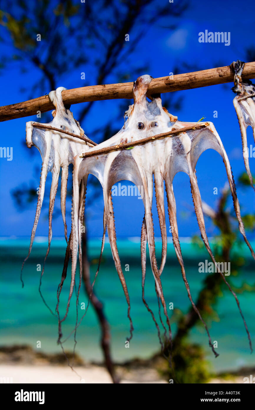 Traditional drying method for octopus and fish on the beach in ...