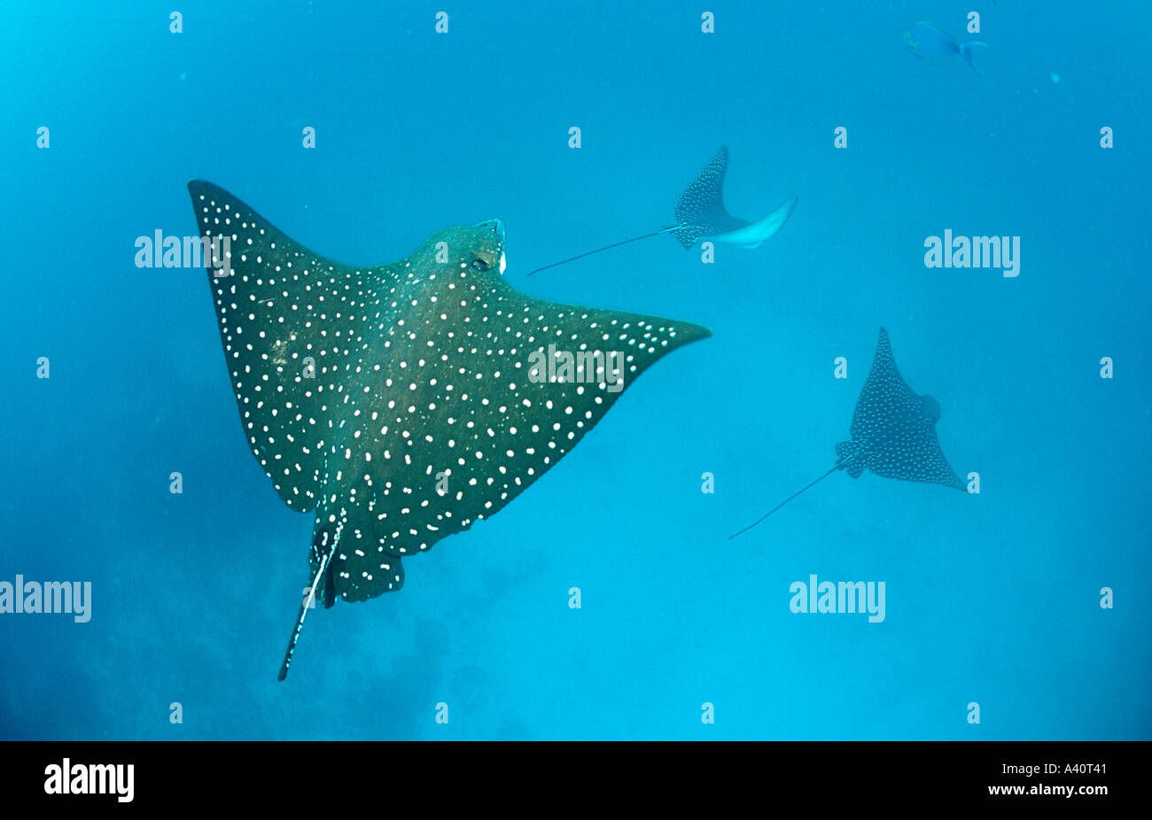 Adlerrochen hi-res stock photography and images - Alamy